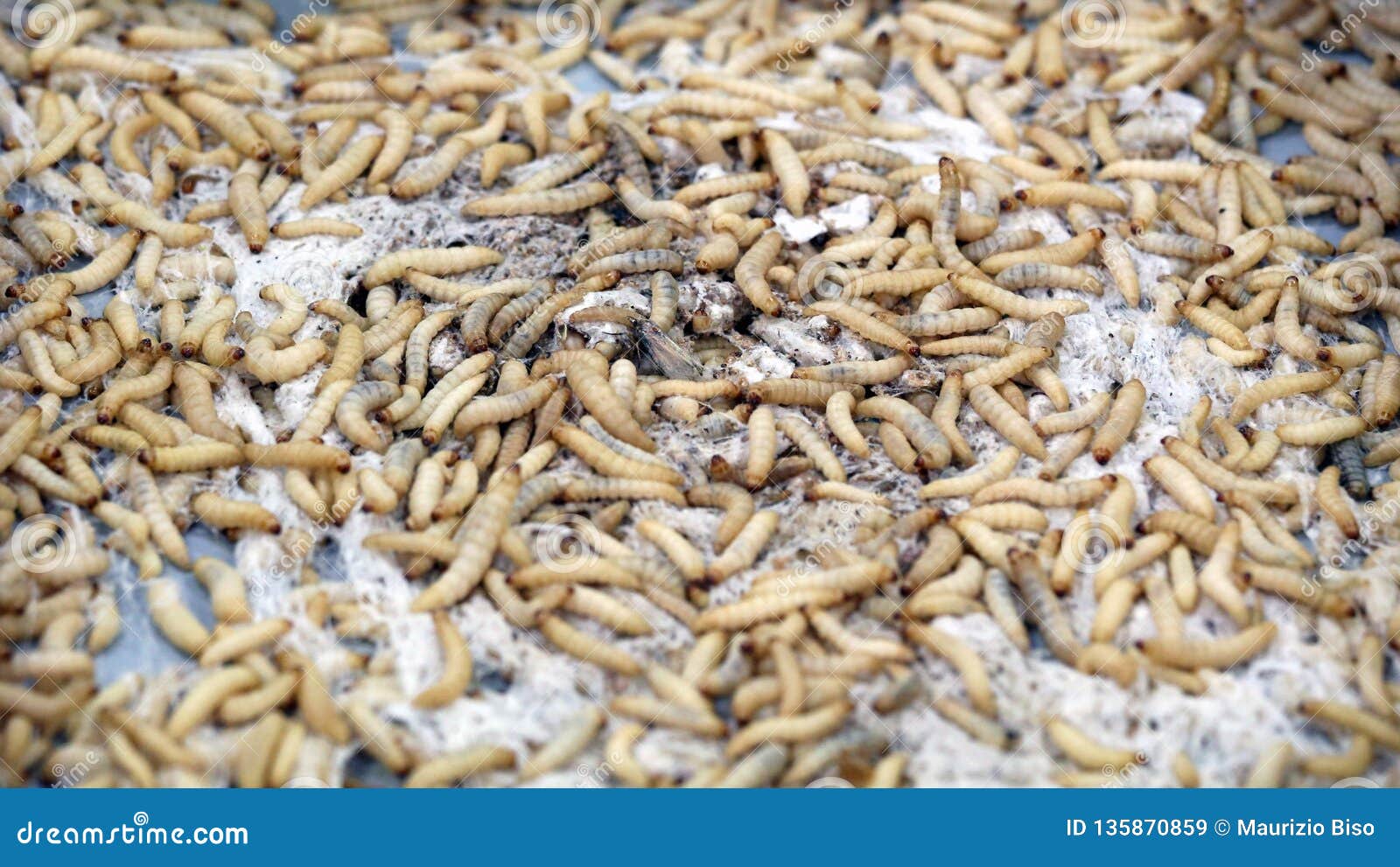 Worm Insects Or Chrysalis Silkworm In A Wooden Spoon On The Leaf Of ...