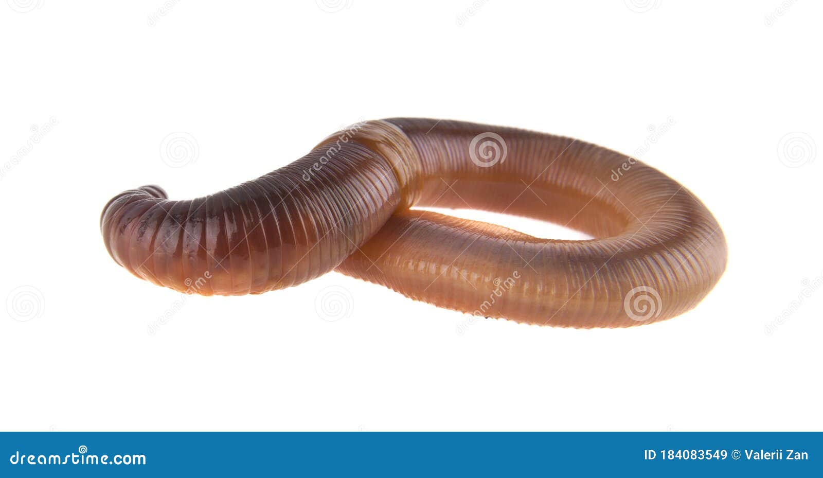 Worm Isolated on White Background Stock Image - Image of pink, crawling ...