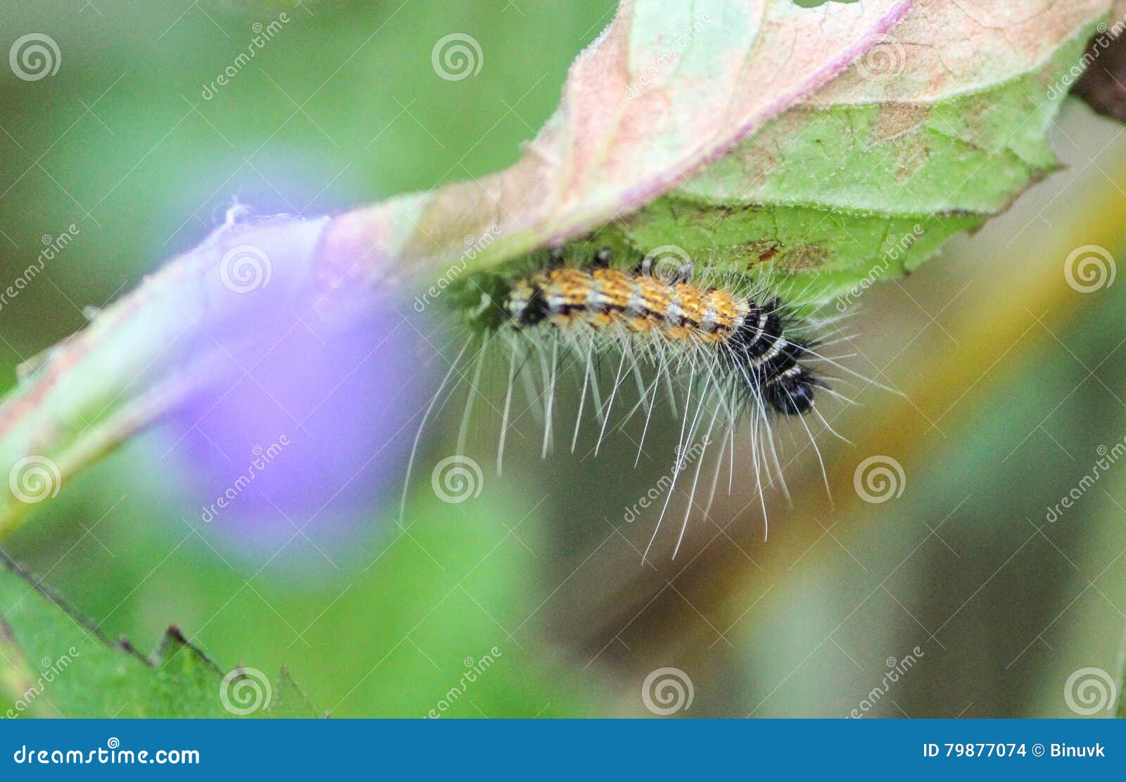 Worm stock photo. Image of itchy, worm, green, nature - 79877074