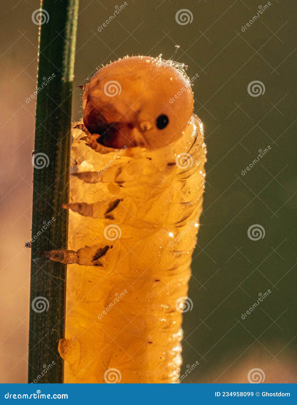 Worm stock image. Image of isolated, spring, summer - 234958099