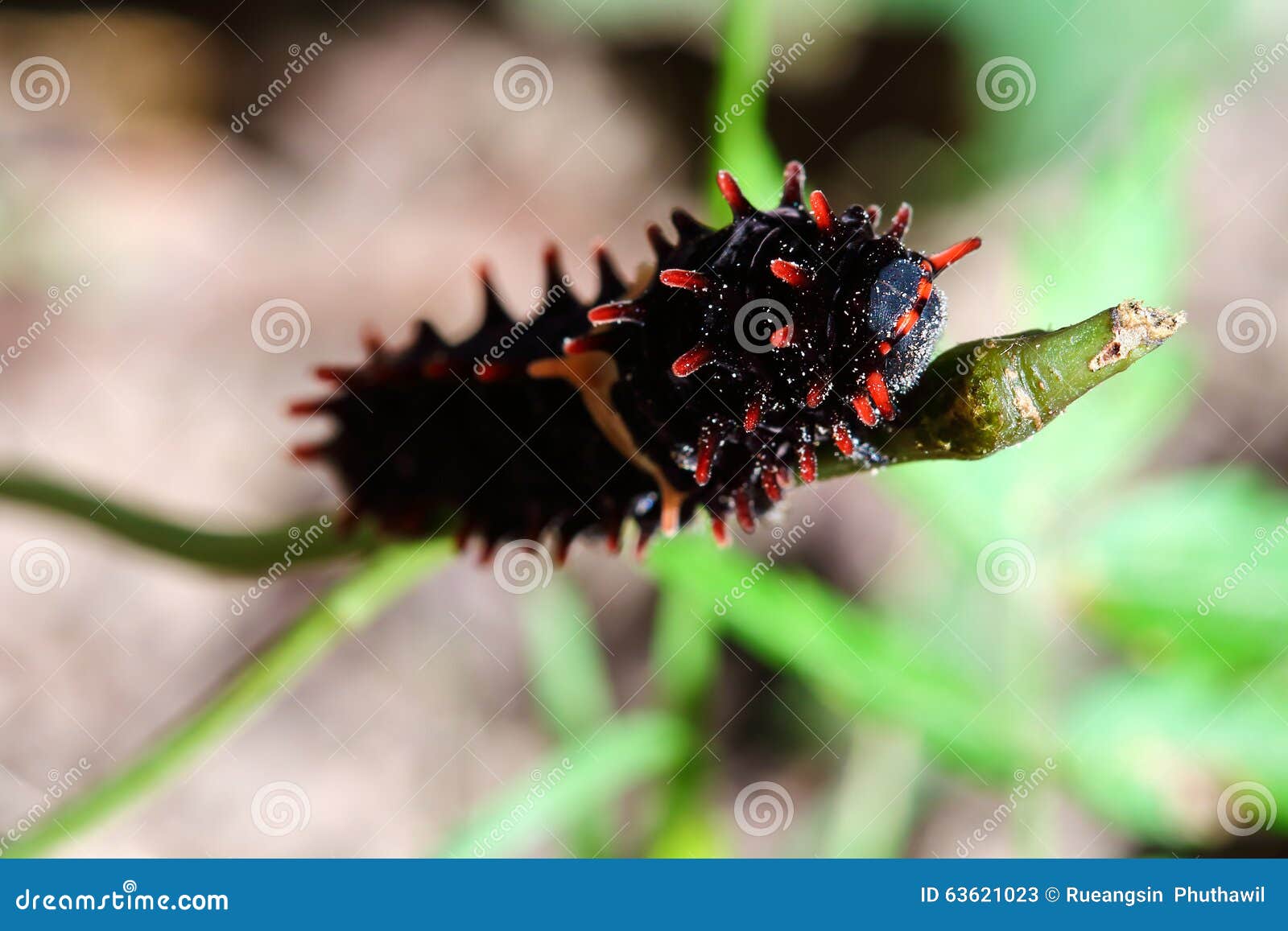 Worm larvae stock image. Image of leaf, grub, country - 63621023