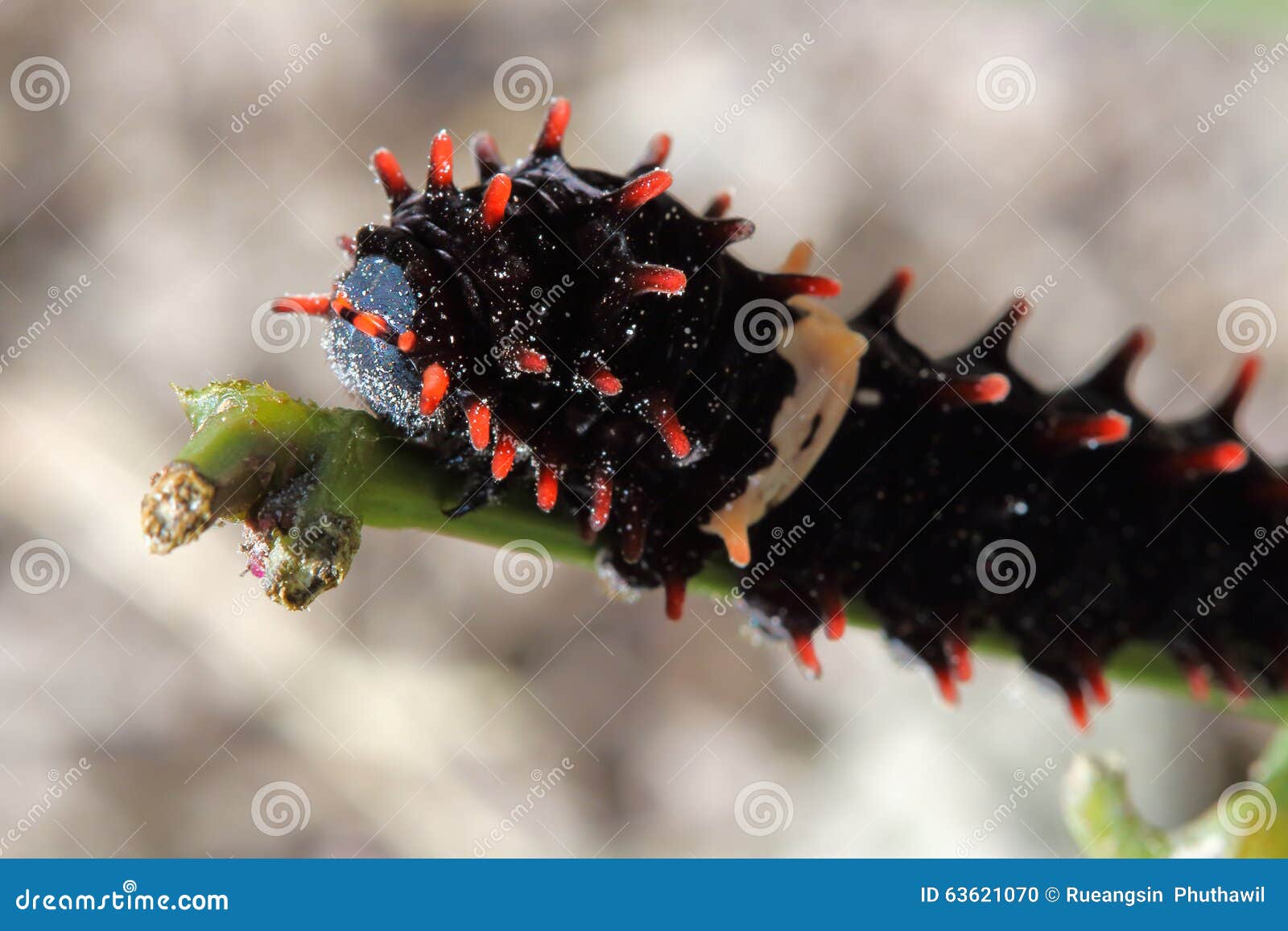 Worm larvae stock photo. Image of larvae, grub, colourful - 63621070