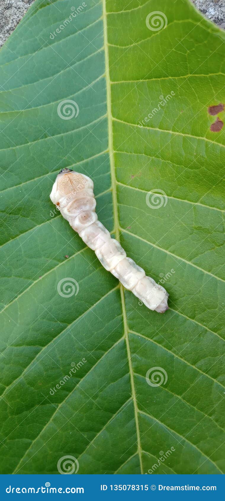 Worm larvae eat bark stock image. Image of worm, larvae - 135078315