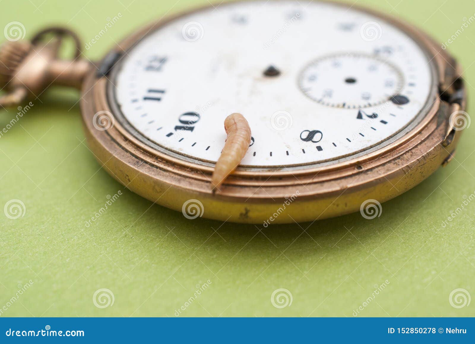 Worm Larvae on a Vintage Pocket Clock Stock Photo - Image of wildlife ...