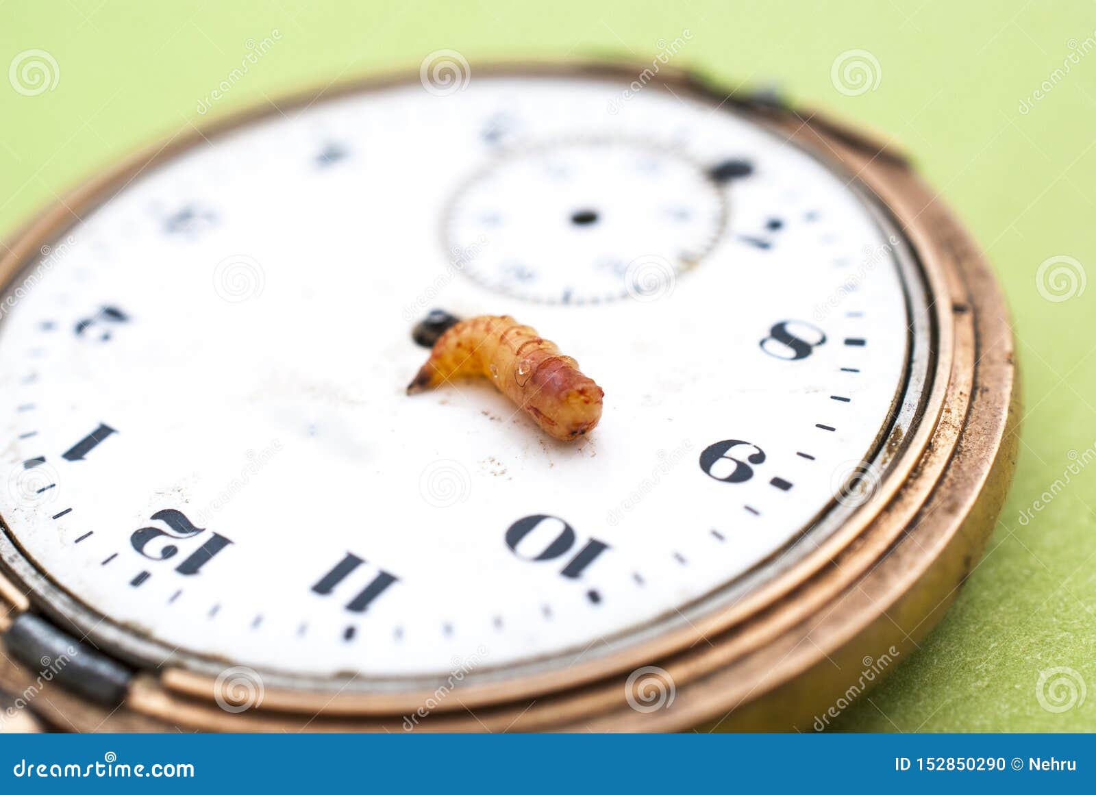 Worm Larvae on a Vintage Pocket Clock Stock Photo - Image of plant ...