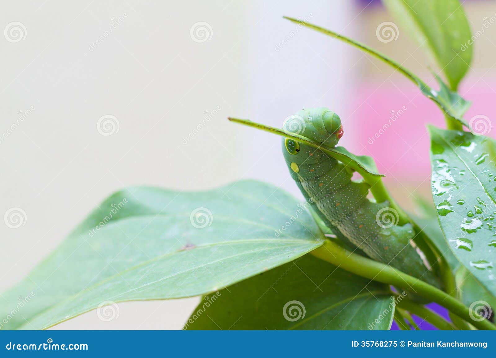 Worm on a leaf. stock image. Image of eating, caterpillar - 35768275