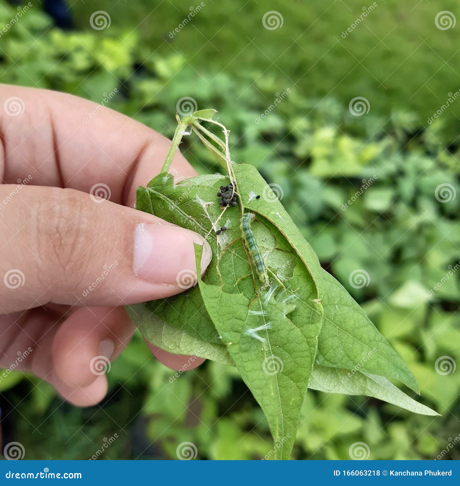 Worm stock photo. Image of worm, leaves, weed, eggs - 166063218