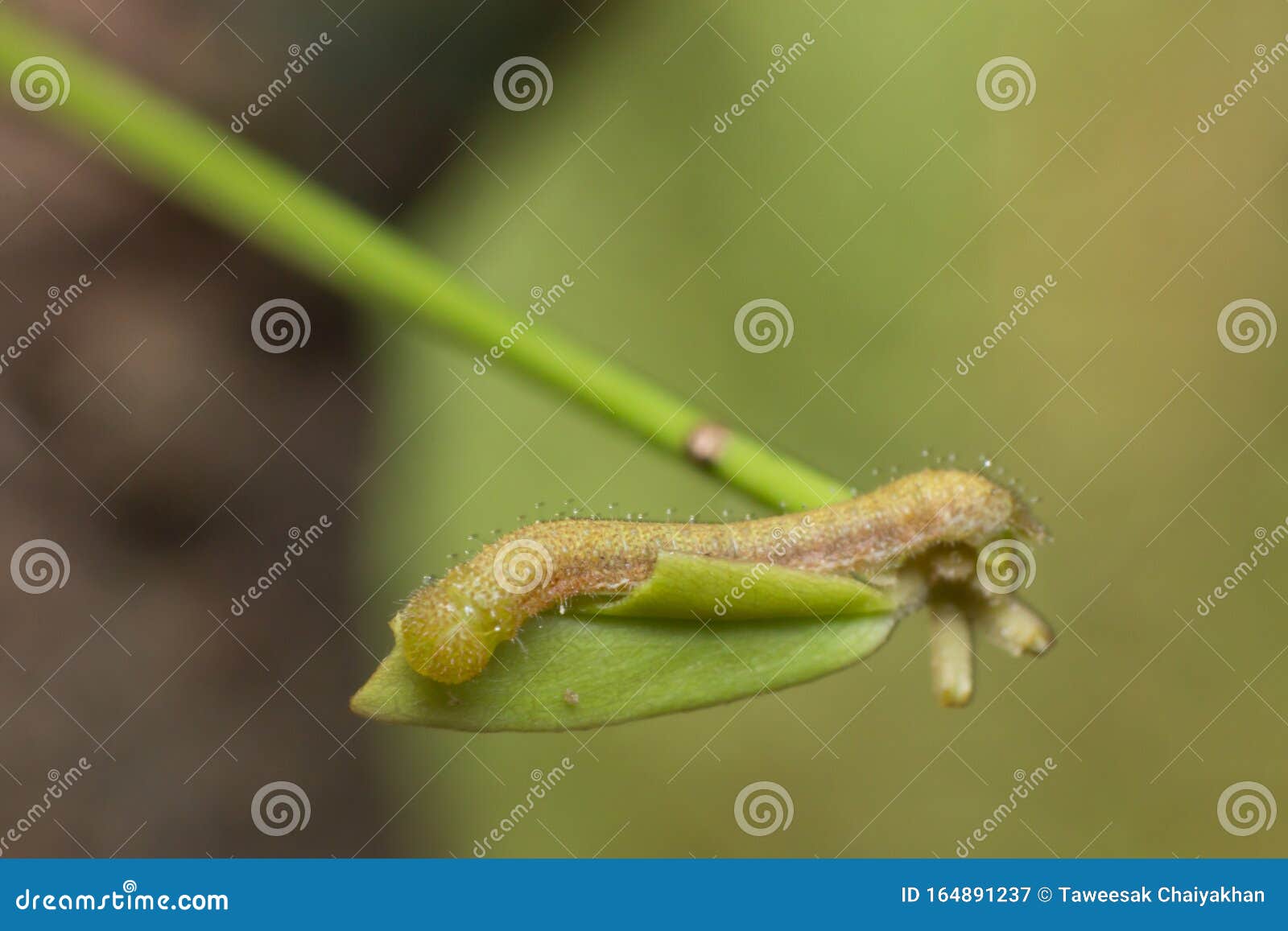 Worm in Macro View, the Insect in Nature Stock Image - Image of eating ...