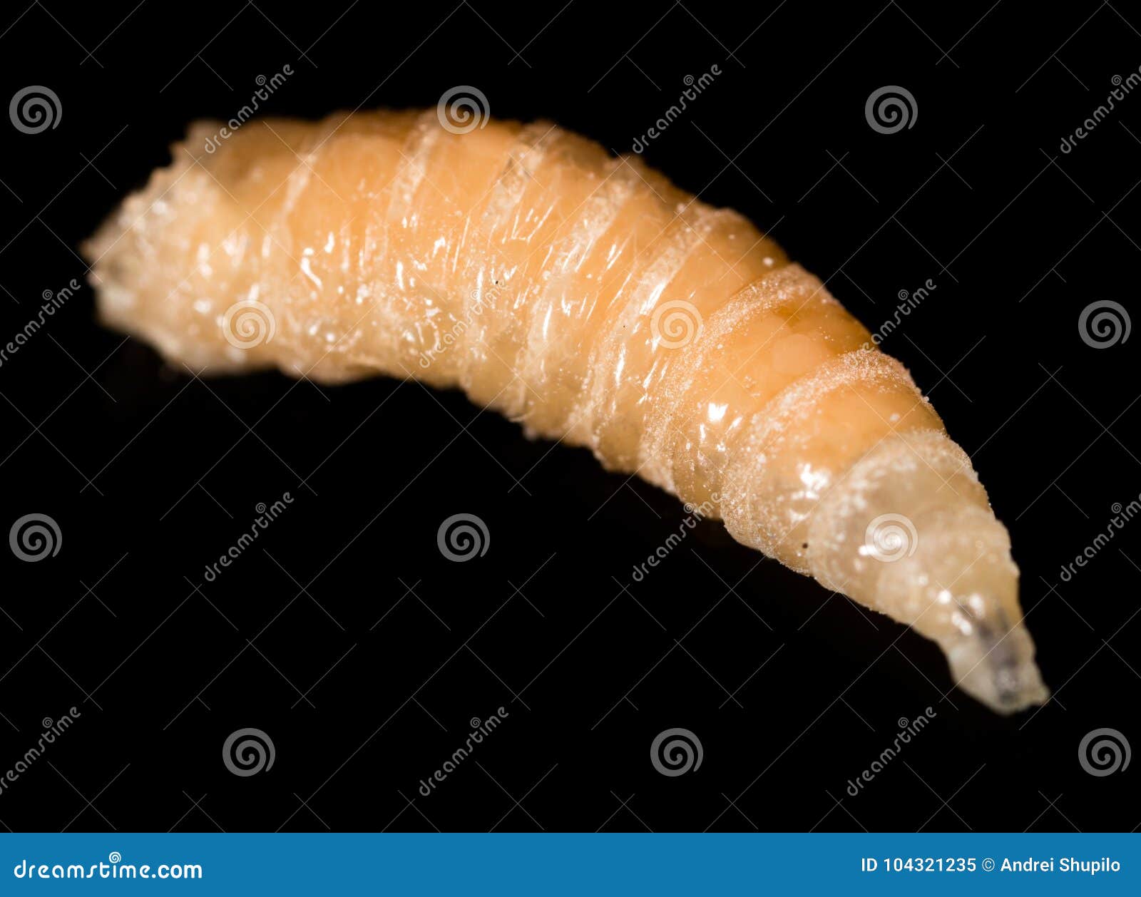 Red Worm Of Maggots On A Blue Background Stock Photo | CartoonDealer ...