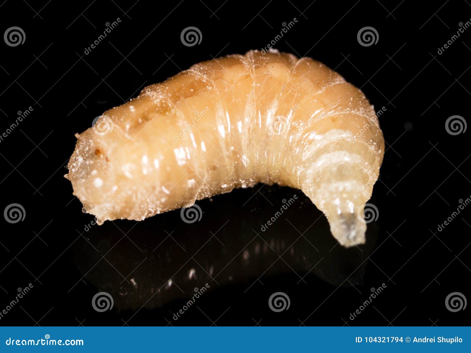 Red Worm Of Maggots On A White Background Royalty-Free Stock ...