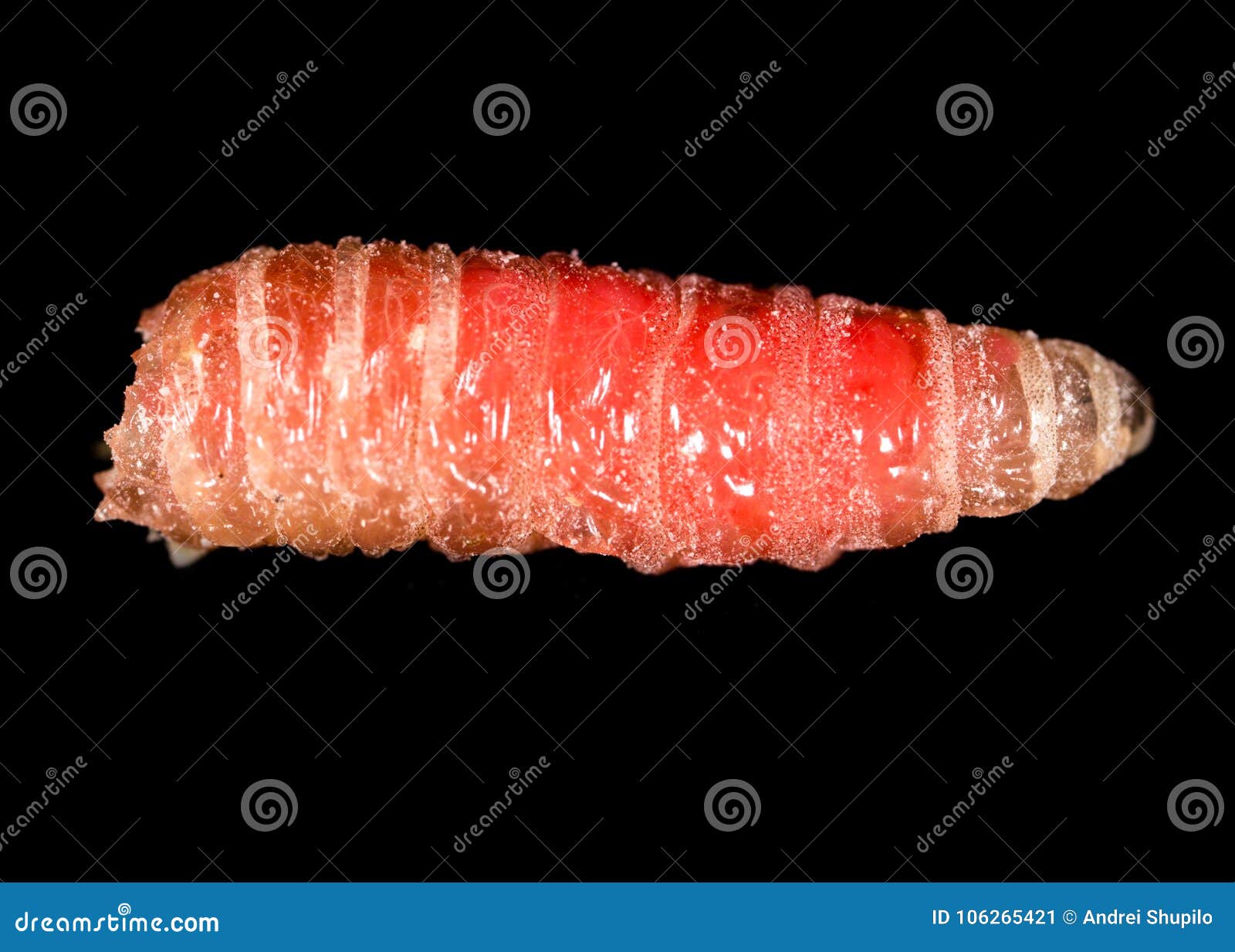Worm of Maggots on a Black Background Stock Image - Image of close ...