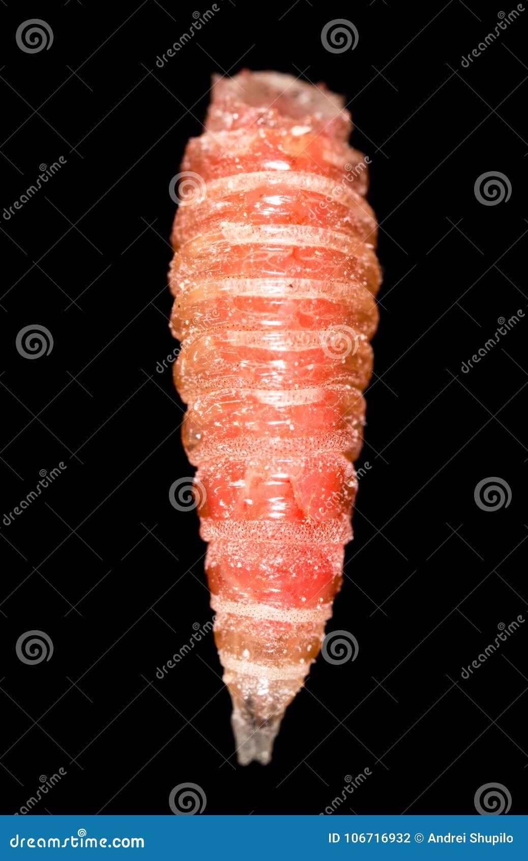 Worm of Maggots on a Black Background Stock Photo - Image of biology ...
