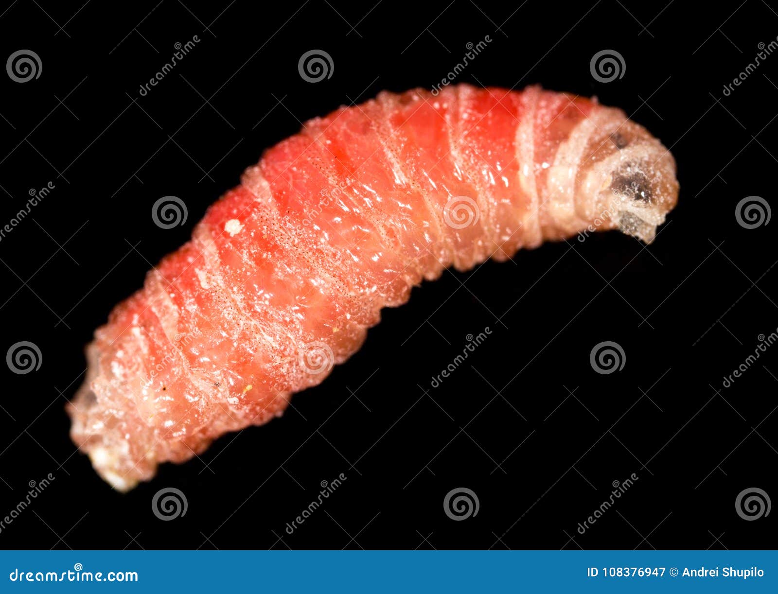 Red Worm Of Maggots On A White Background Royalty-Free Stock ...