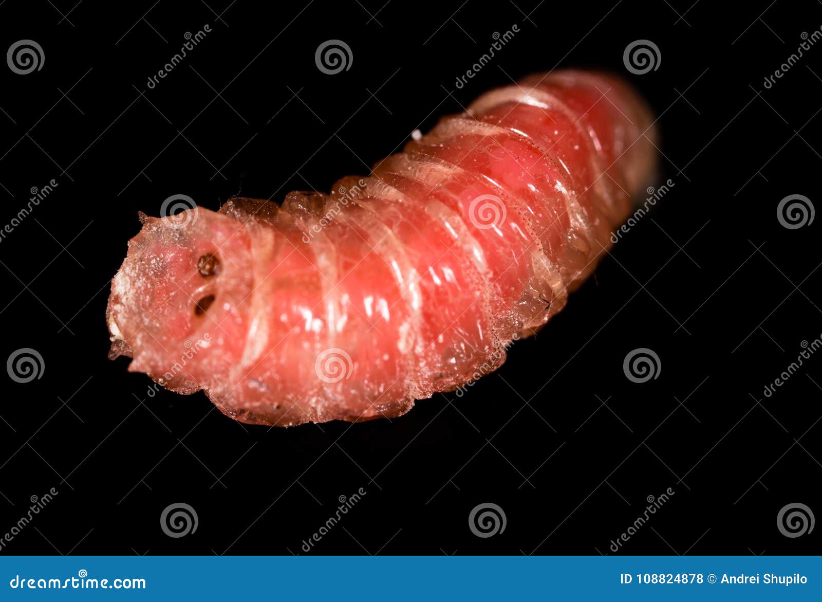 Worm of Maggots on a Black Background Stock Photo - Image of arthropod ...