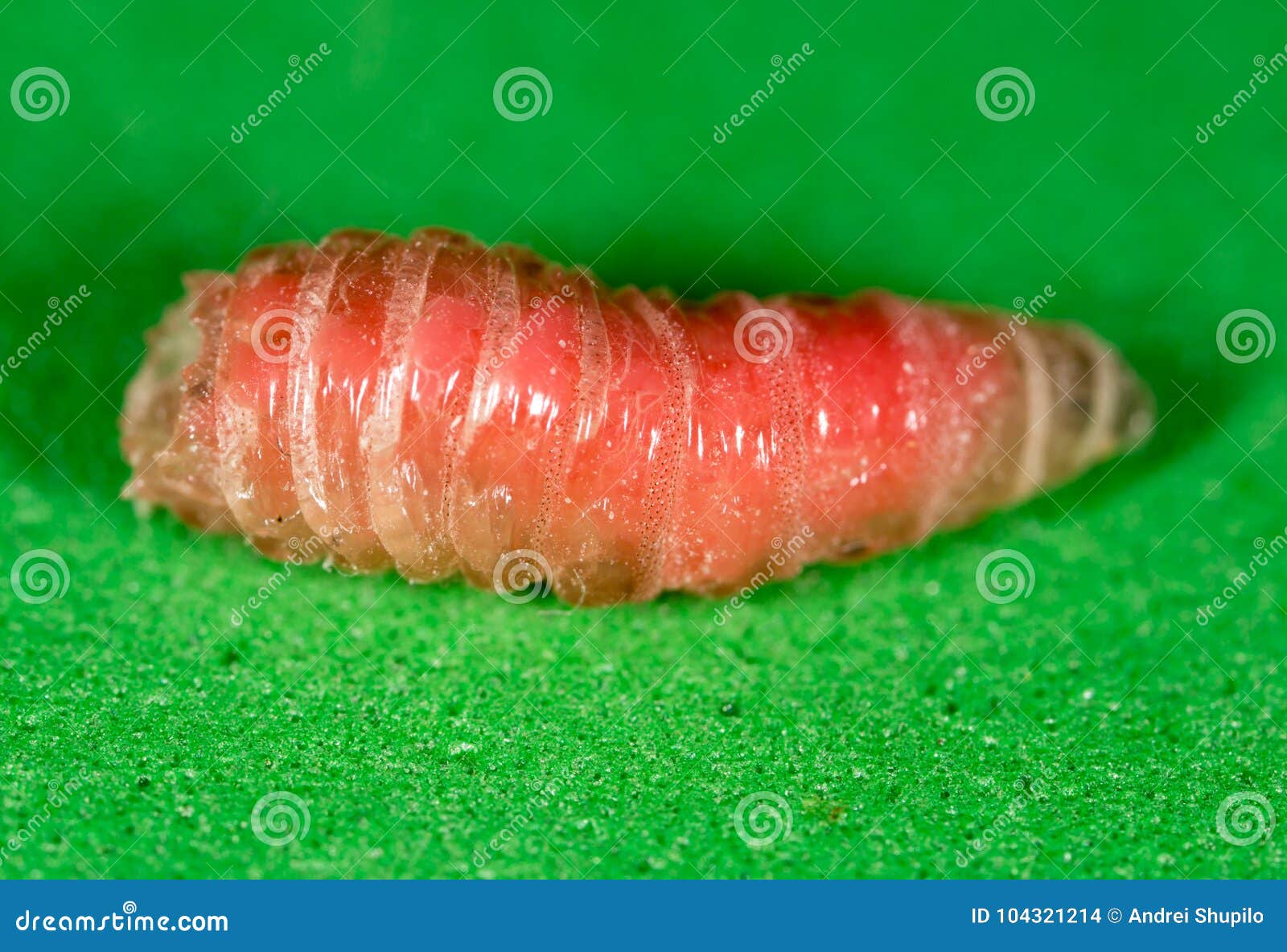 Red Worm Of Maggots On A White Background Royalty-Free Stock ...