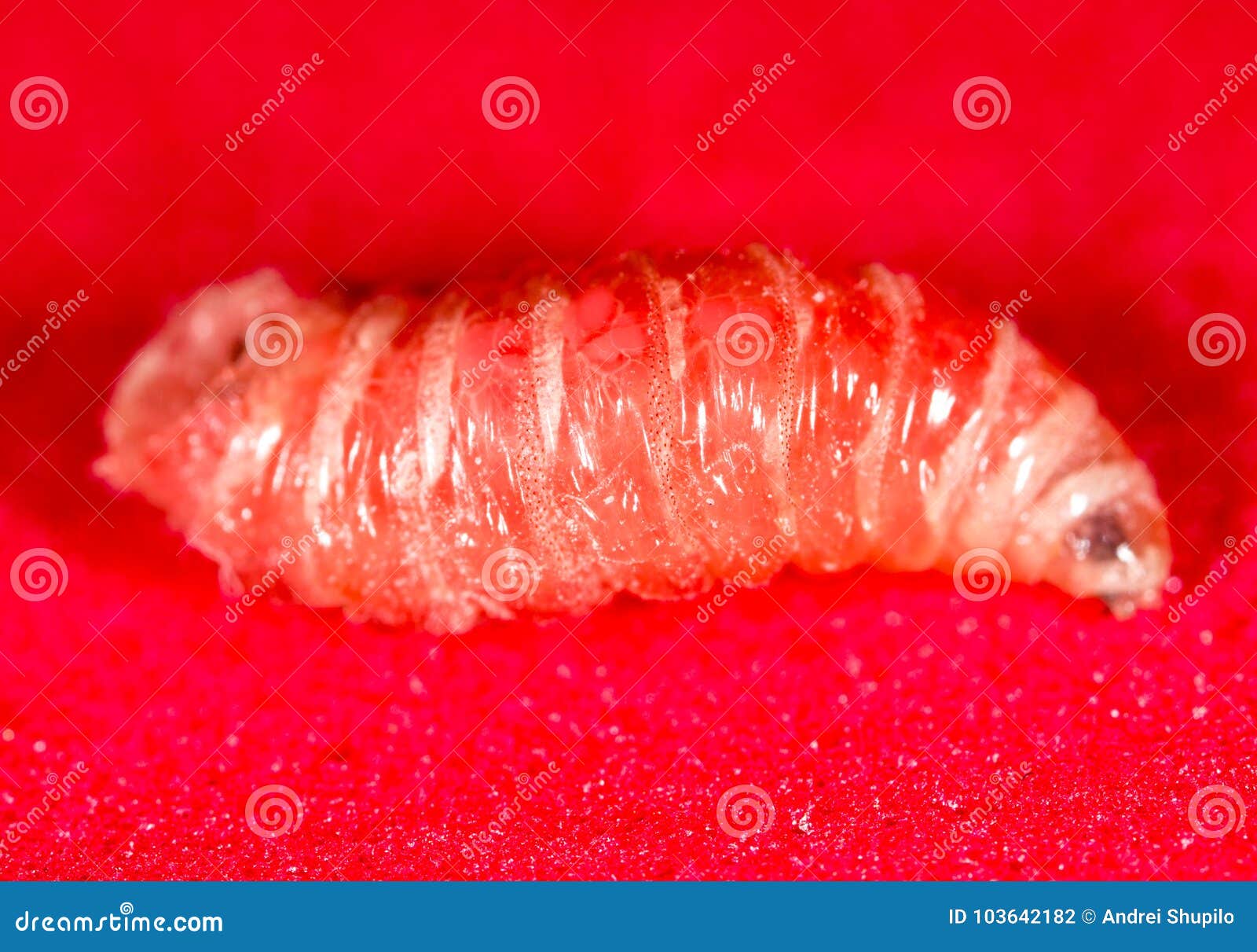 Red Worm Of Maggots On A Blue Background Stock Photo | CartoonDealer ...