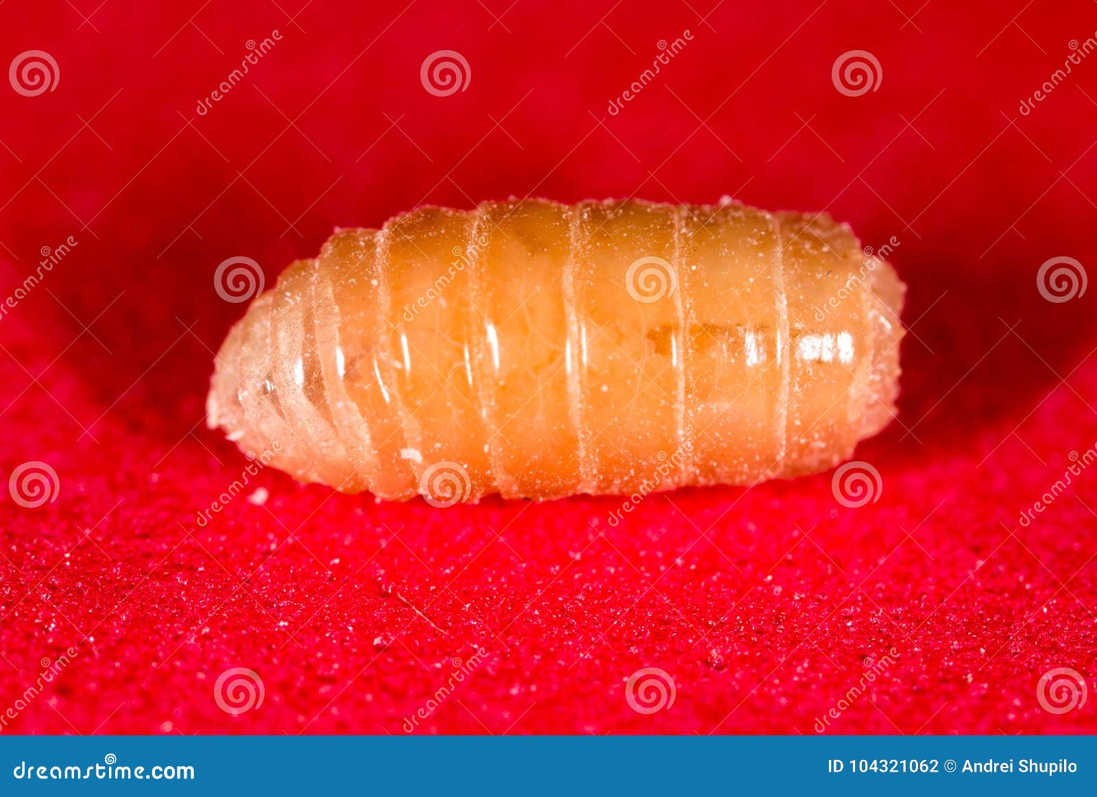 Worm of Maggots on a Red Background Stock Photo - Image of biology ...