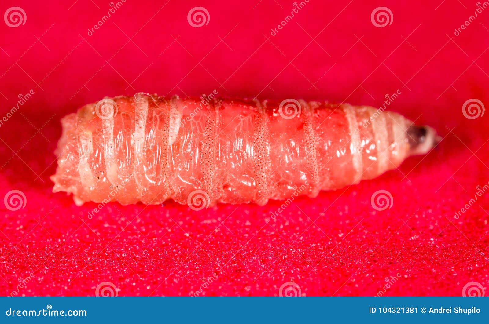 Worm of Maggots on a Red Background Stock Image - Image of maggots ...