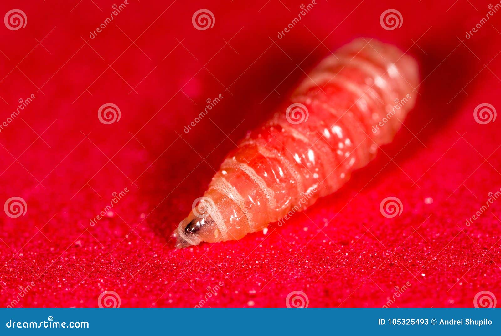 Red Worm Of Maggots On A White Background Royalty-Free Stock ...