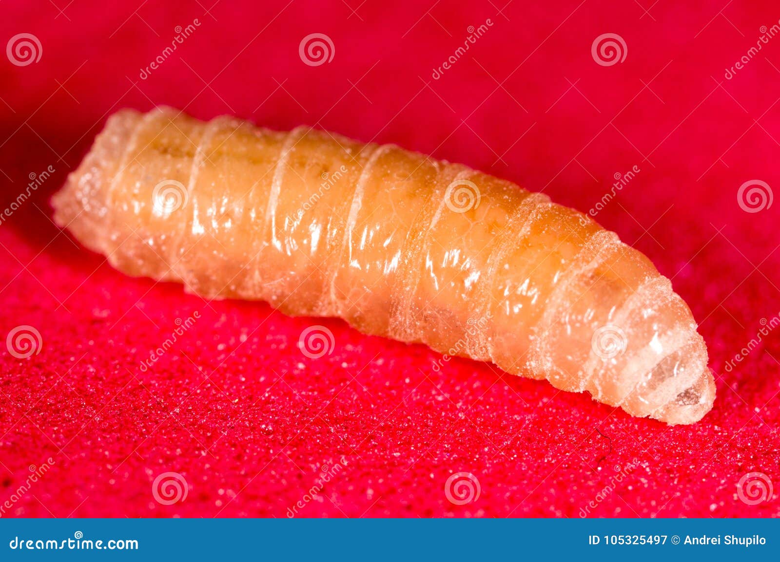 Worm of Maggots on a Red Background Stock Image - Image of larva, view ...