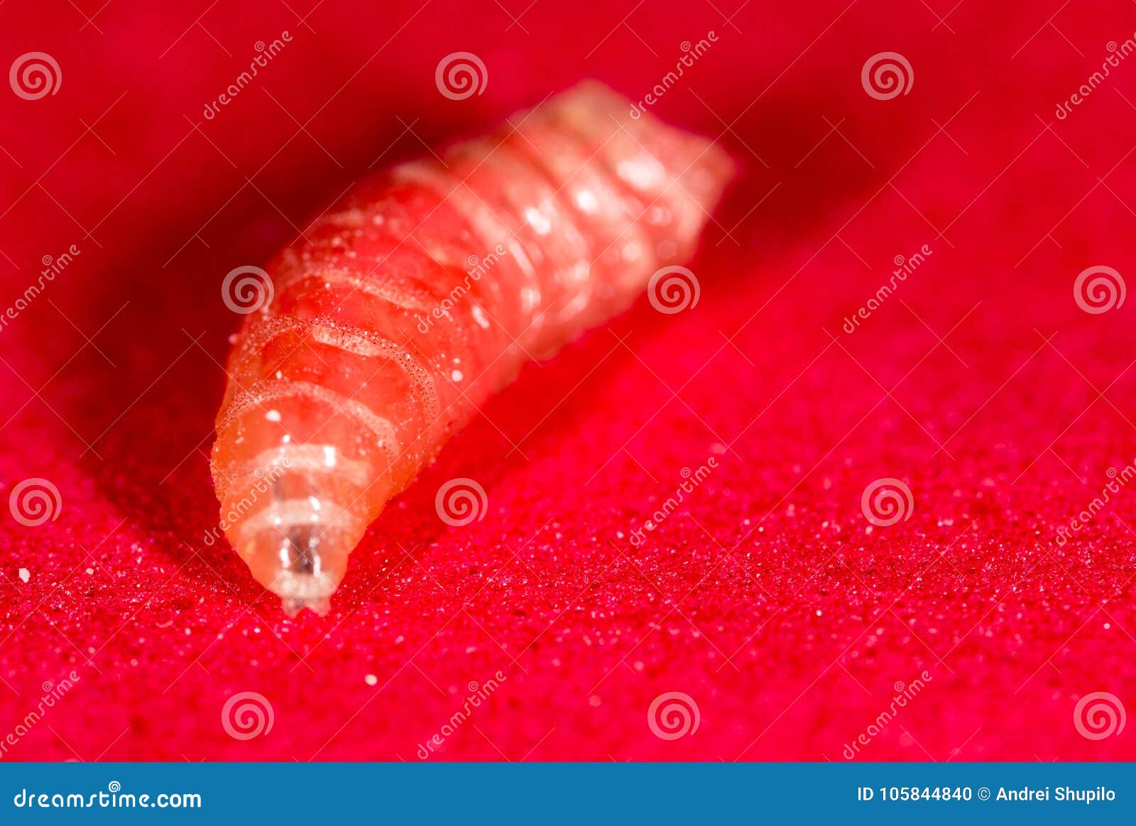 Red Worm Of Maggots On A Blue Background Stock Photo | CartoonDealer ...