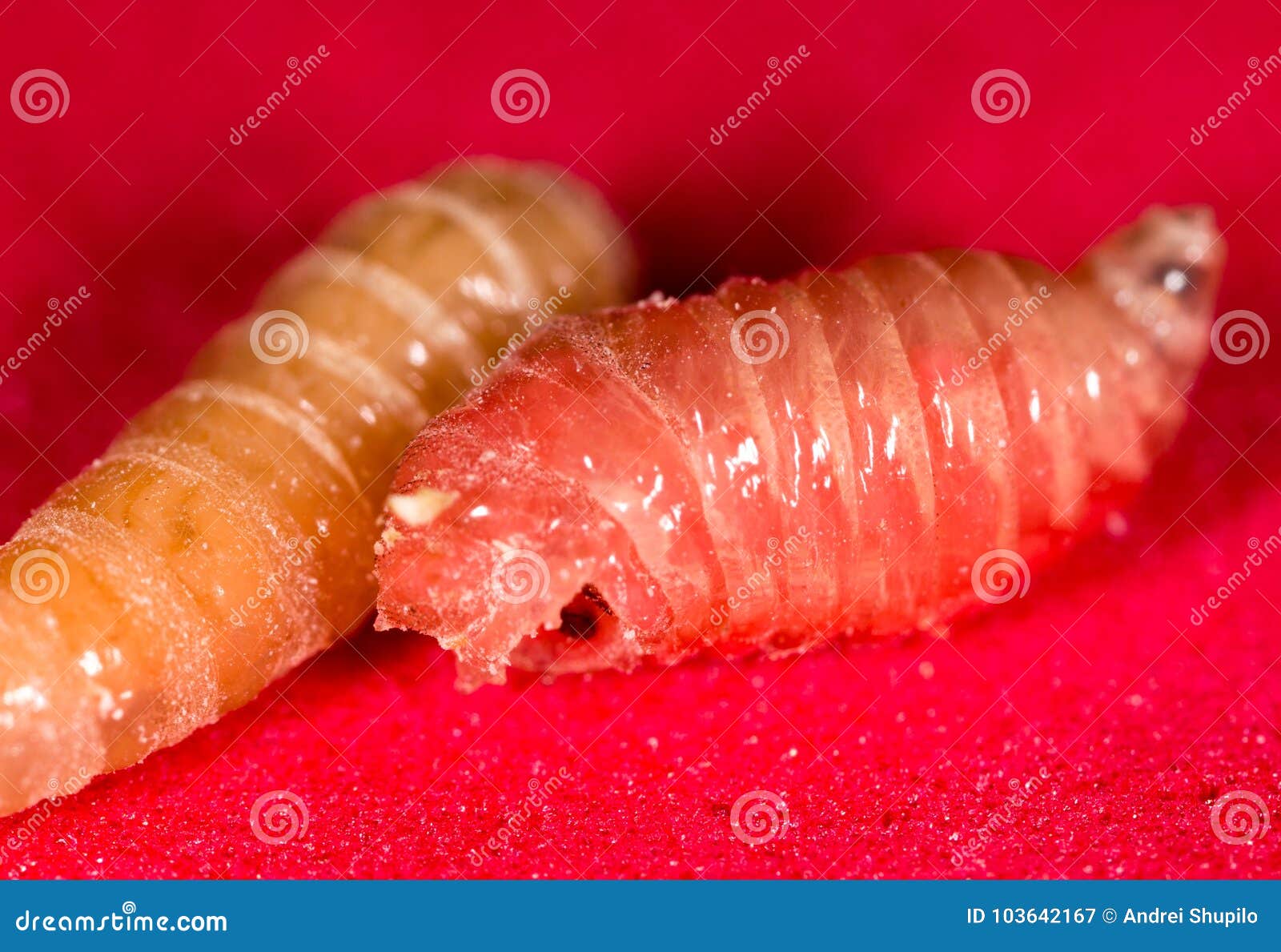 Worm of Maggots on a Red Background Stock Image - Image of color ...