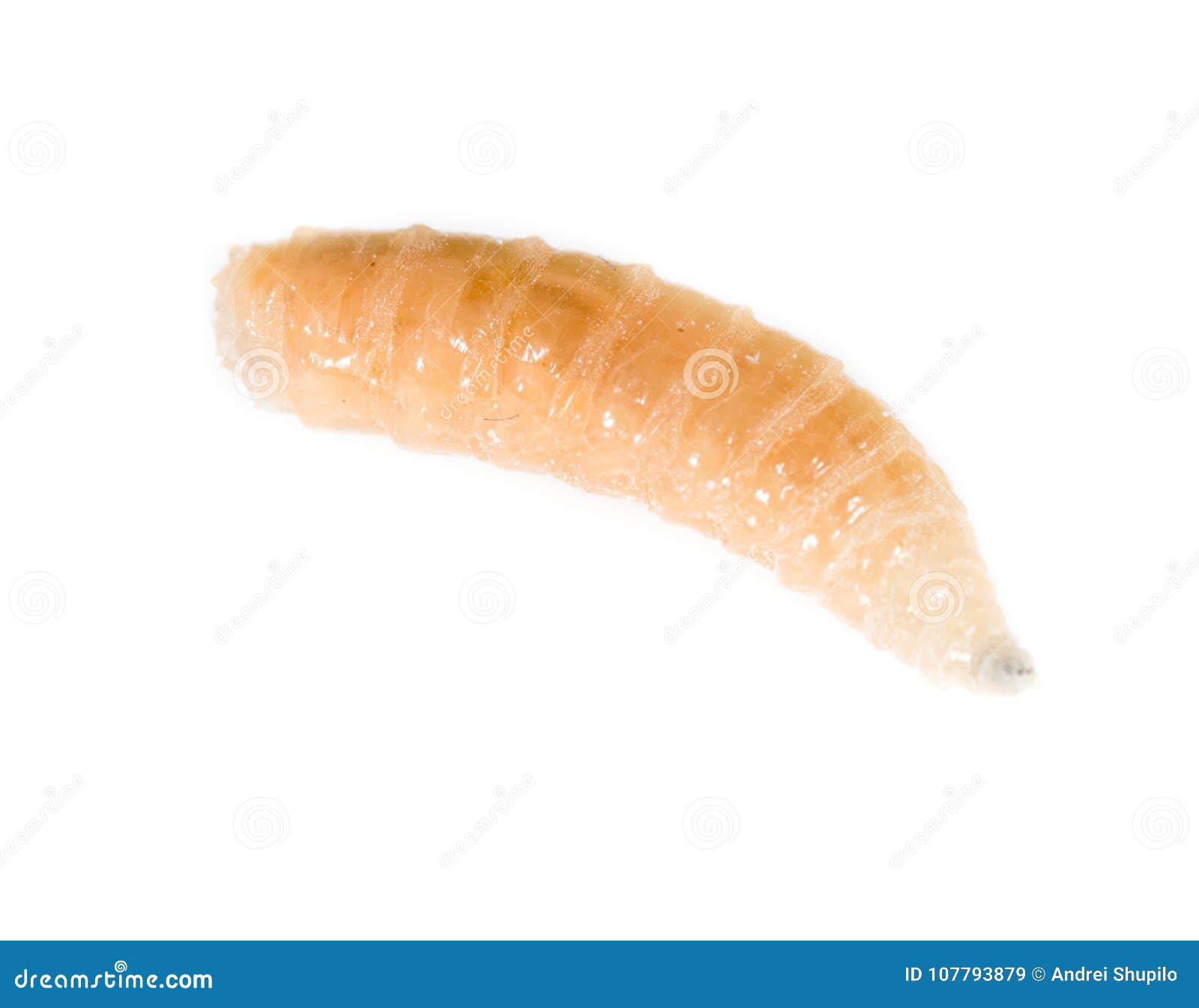 Red Worm Of Maggots On A Blue Background Stock Photo | CartoonDealer ...