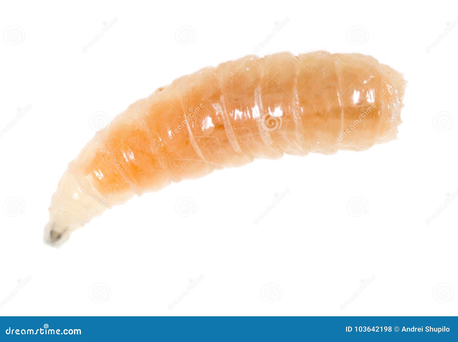 Worm of Maggots on a White Background Stock Photo - Image of larvae ...