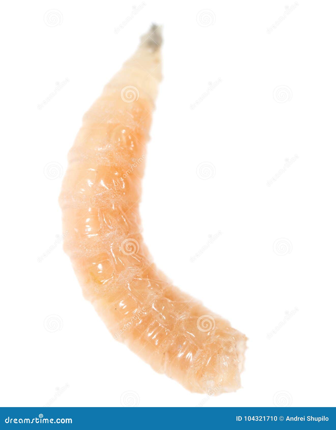 Worm of Maggots on a White Background Stock Photo - Image of angling ...