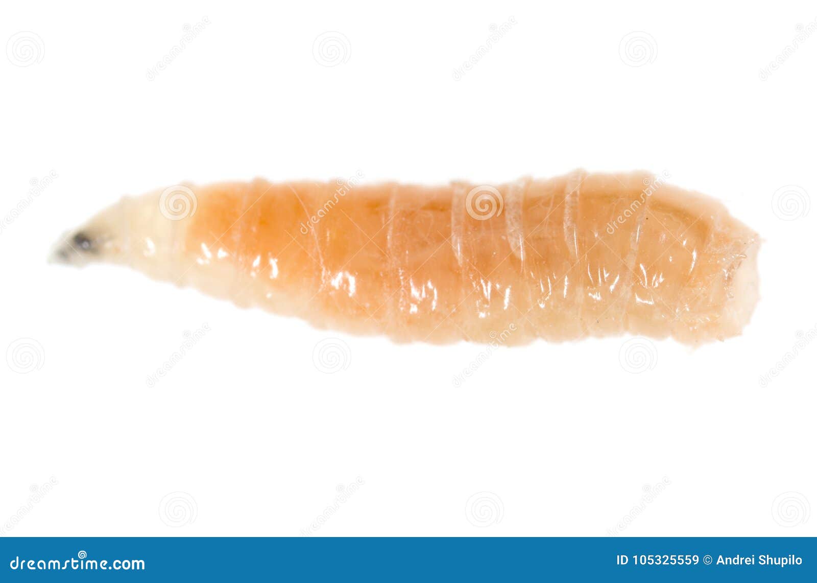 Worm of Maggots on a White Background Stock Image - Image of diptera ...