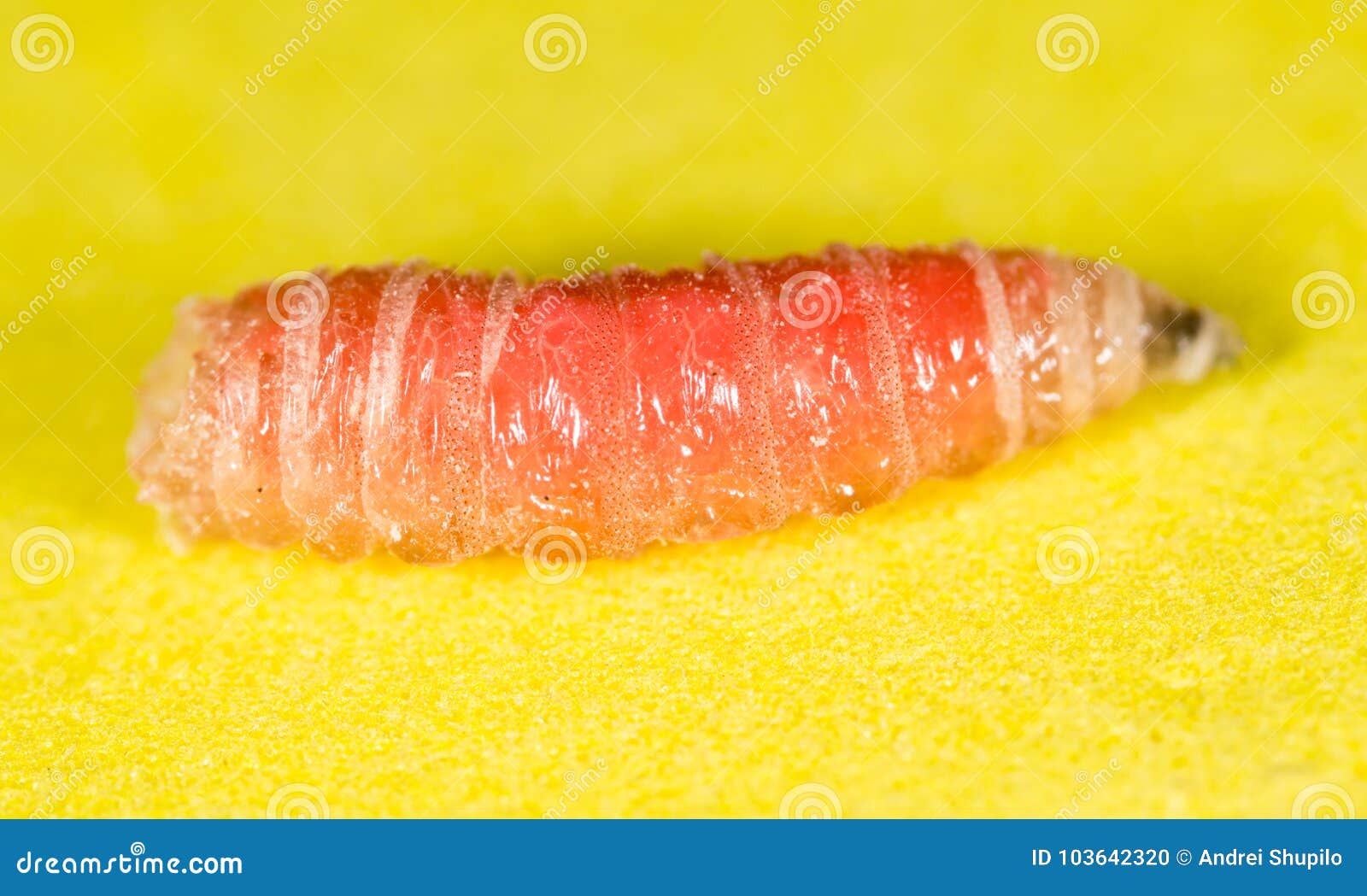 Worm of Maggots on a Yellow Background Stock Photo - Image of small ...