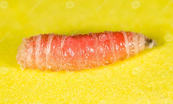 Worm of Maggots on a Yellow Background Stock Photo - Image of small ...