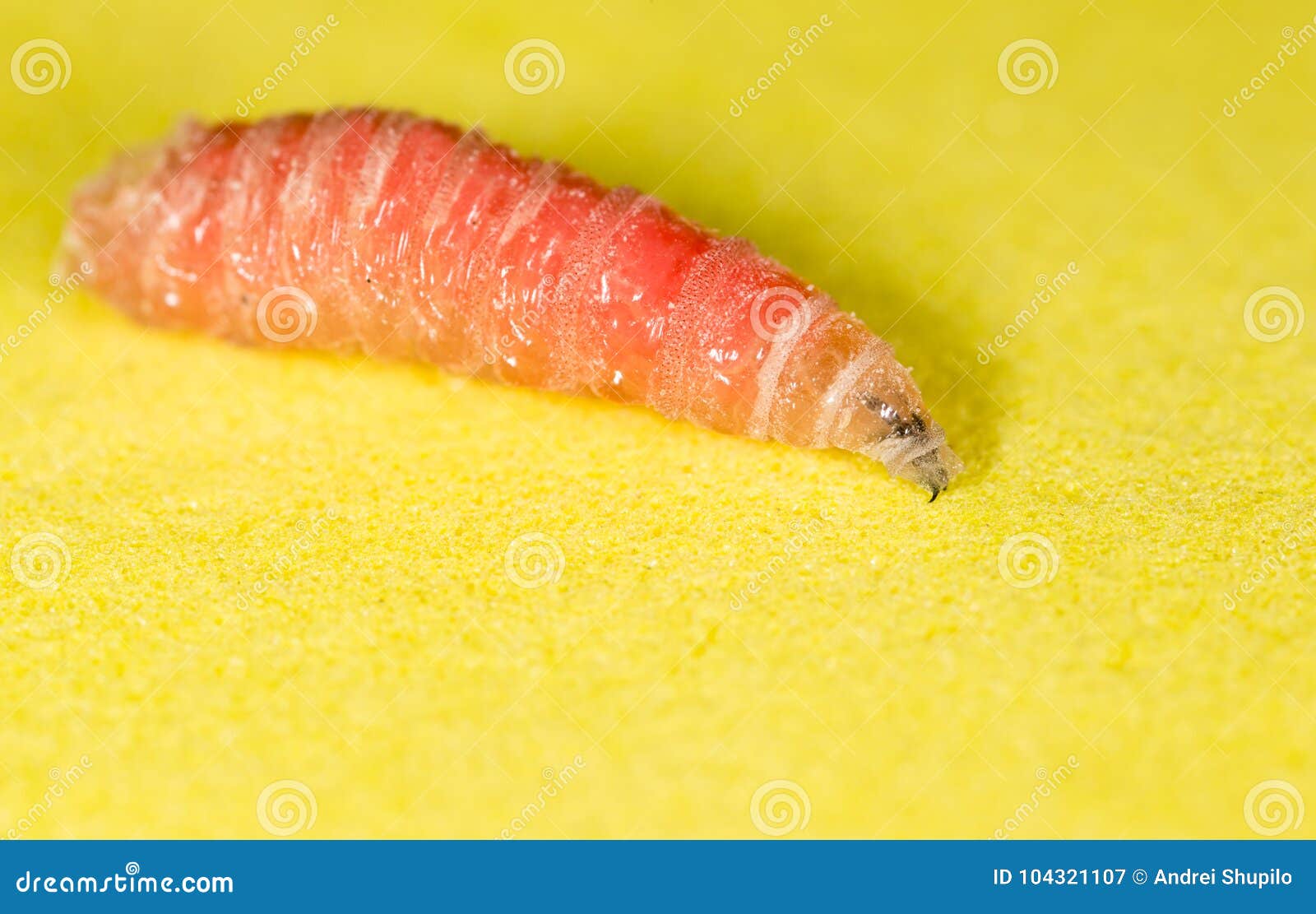Worm of Maggots on a Yellow Background Stock Image - Image of creature ...