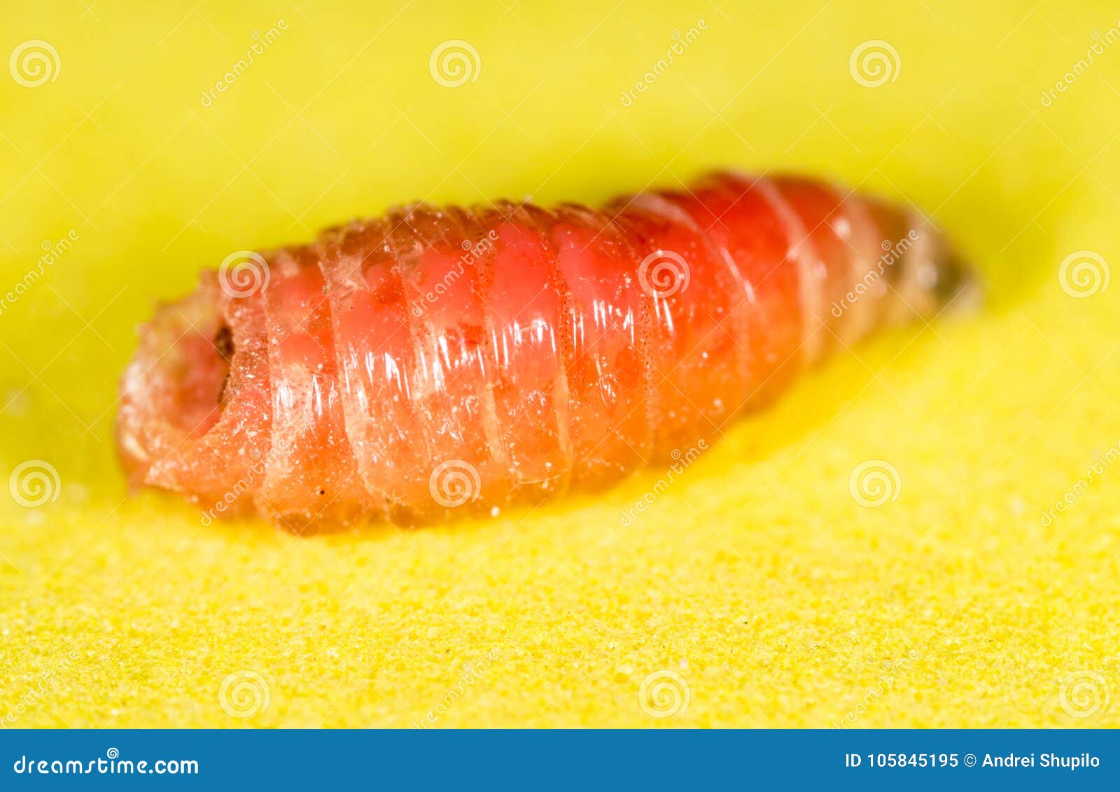Worm of Maggots on a Yellow Background Stock Image - Image of biology ...