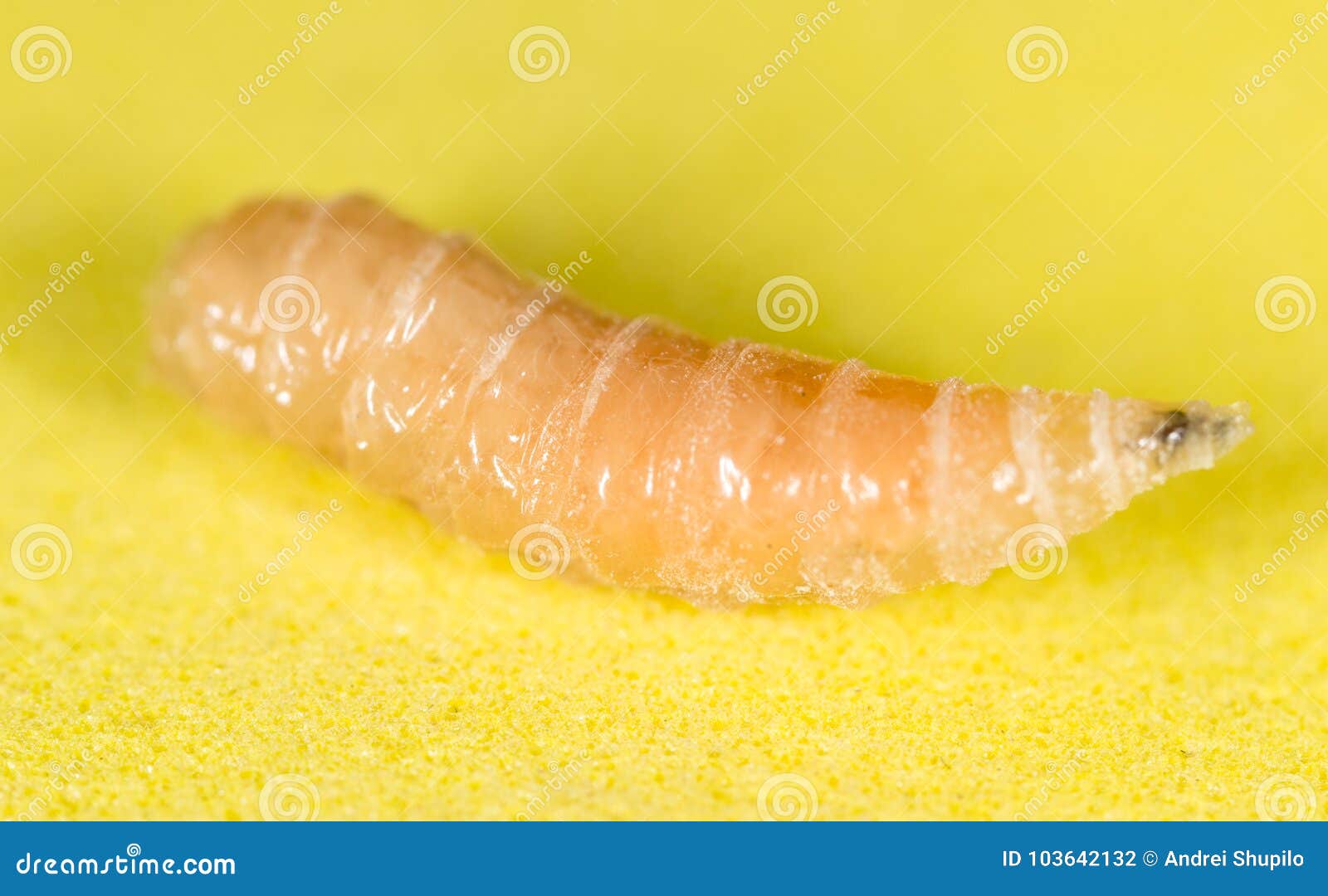Worm of Maggots on a Yellow Background Stock Photo - Image of grub ...