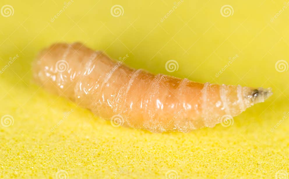 Worm of Maggots on a Yellow Background Stock Photo - Image of grub ...