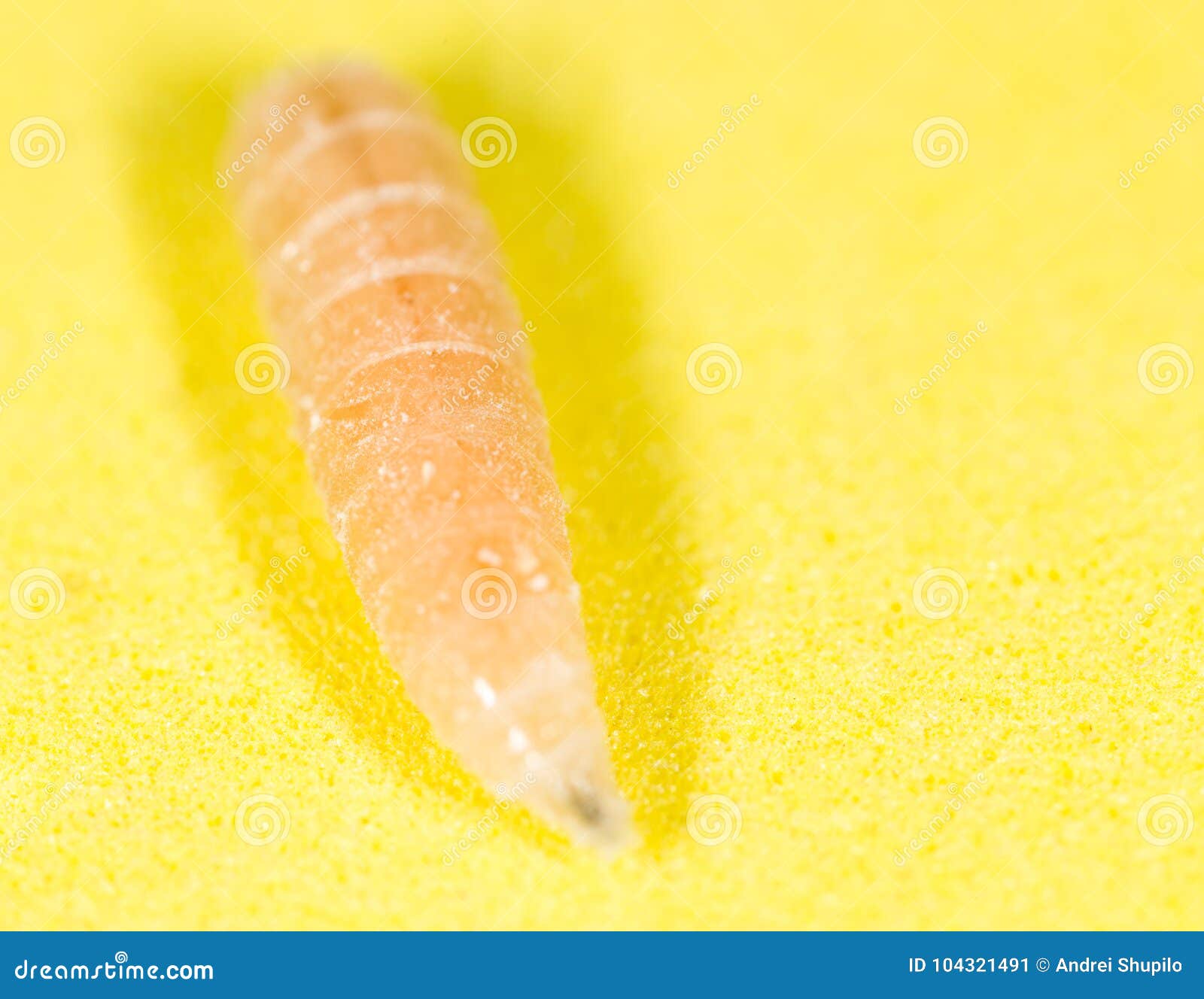 Worm of Maggots on a Yellow Background Stock Image - Image of ...
