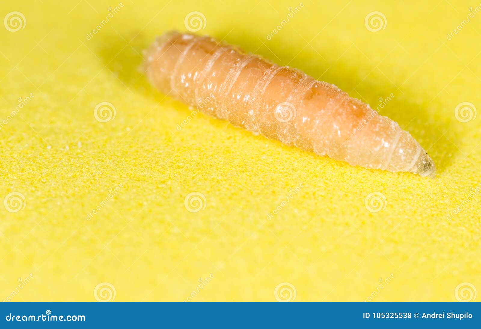 Worm of Maggots on a Yellow Background Stock Photo - Image of view ...