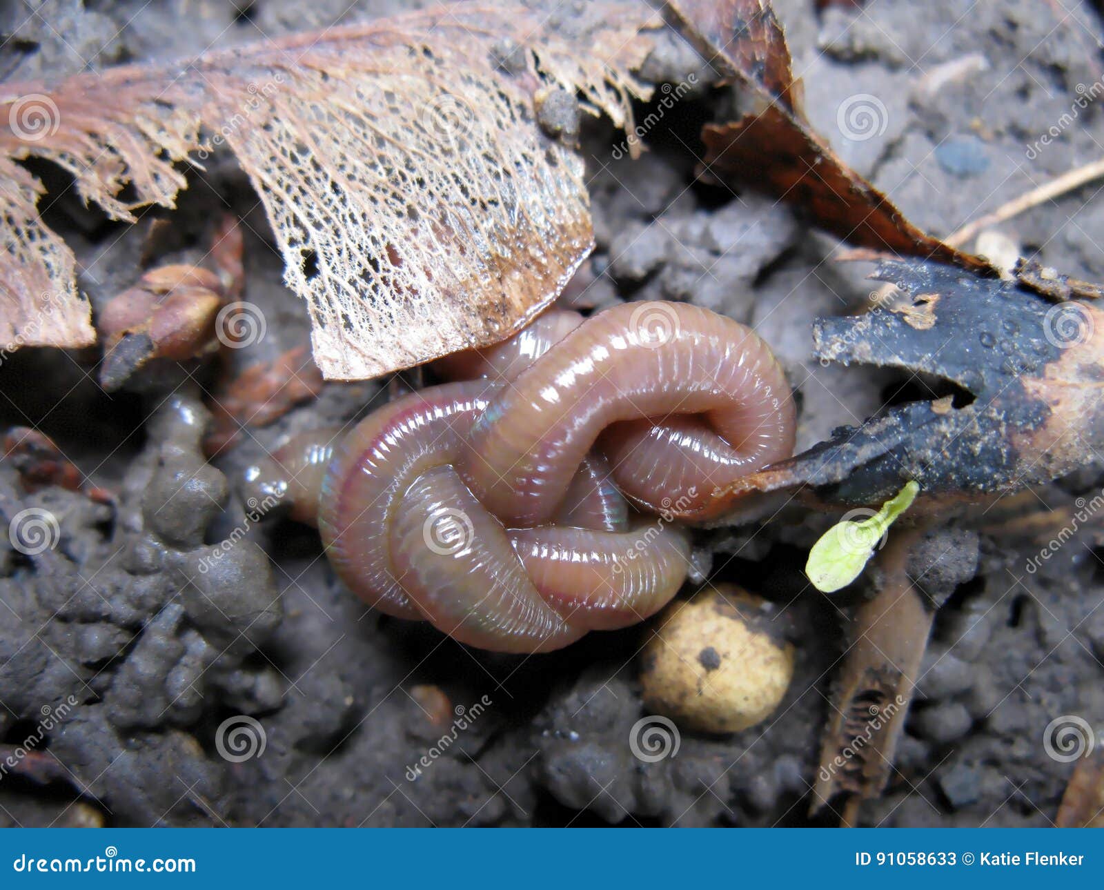 Worm in mud stock image. Image of composting, dirt, leaves - 91058633