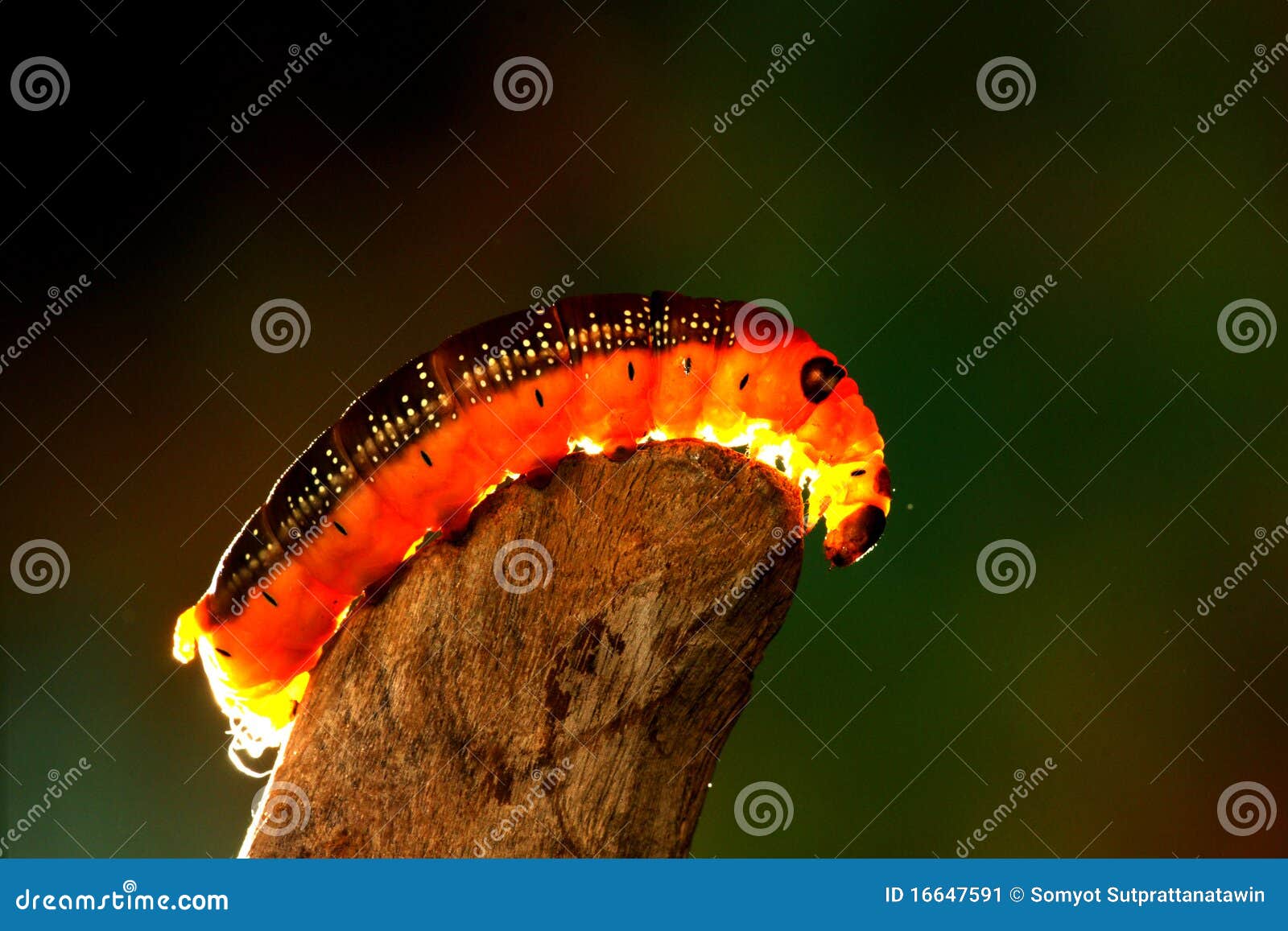Worm in nature stock image. Image of orange, dark, stick - 16647591