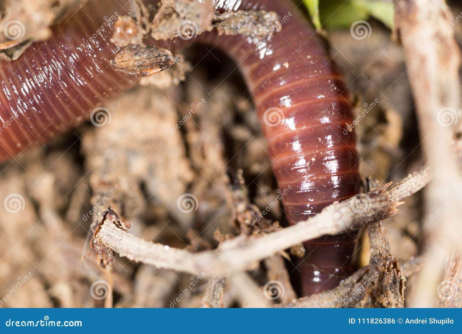 Worm in Nature. Super Macro Stock Photo - Image of outdoors, bait ...
