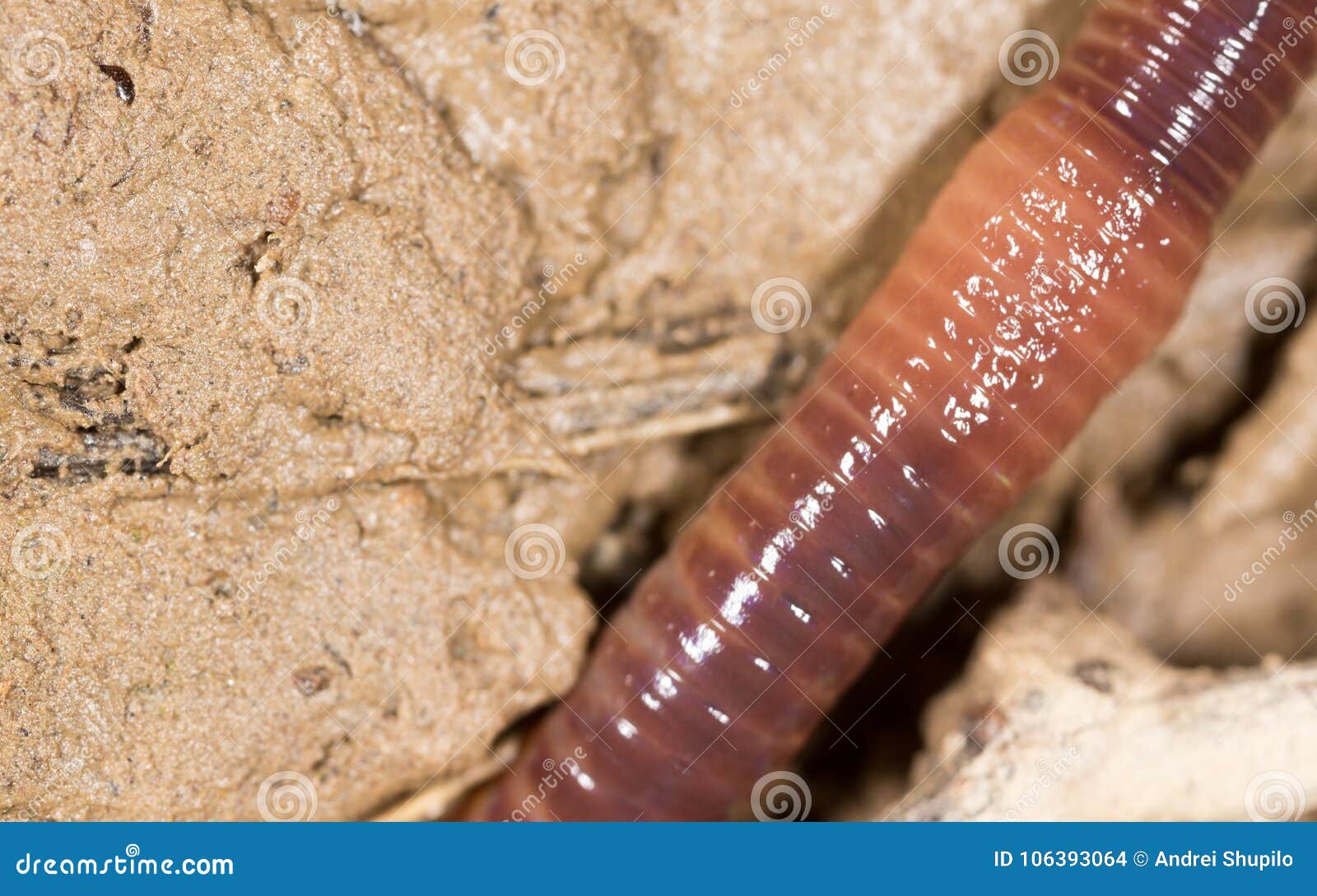 Worm in Nature. Super Macro Stock Photo - Image of earth, worm: 106393064