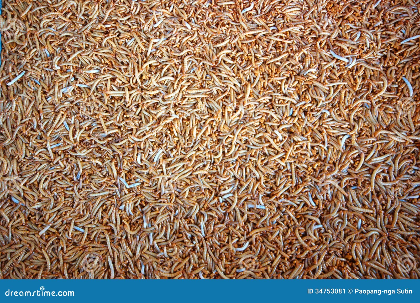 Worm Pattern Royalty-Free Stock Photo | CartoonDealer.com #49485411