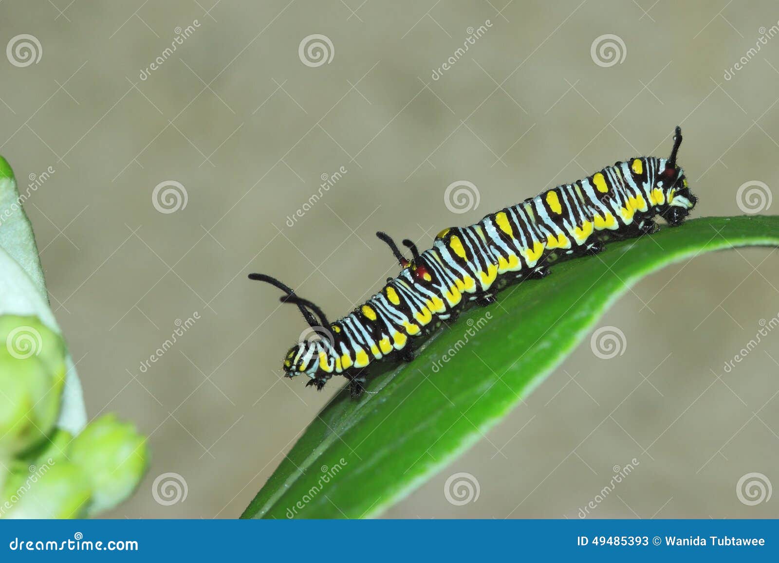 Worm pattern stock image. Image of bright, epraprigg - 49485393