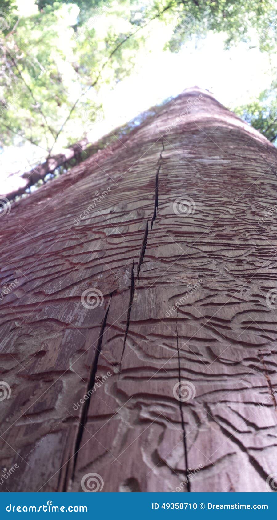 Worm patterns stock photo. Image of wood, patterns, worm - 49358710