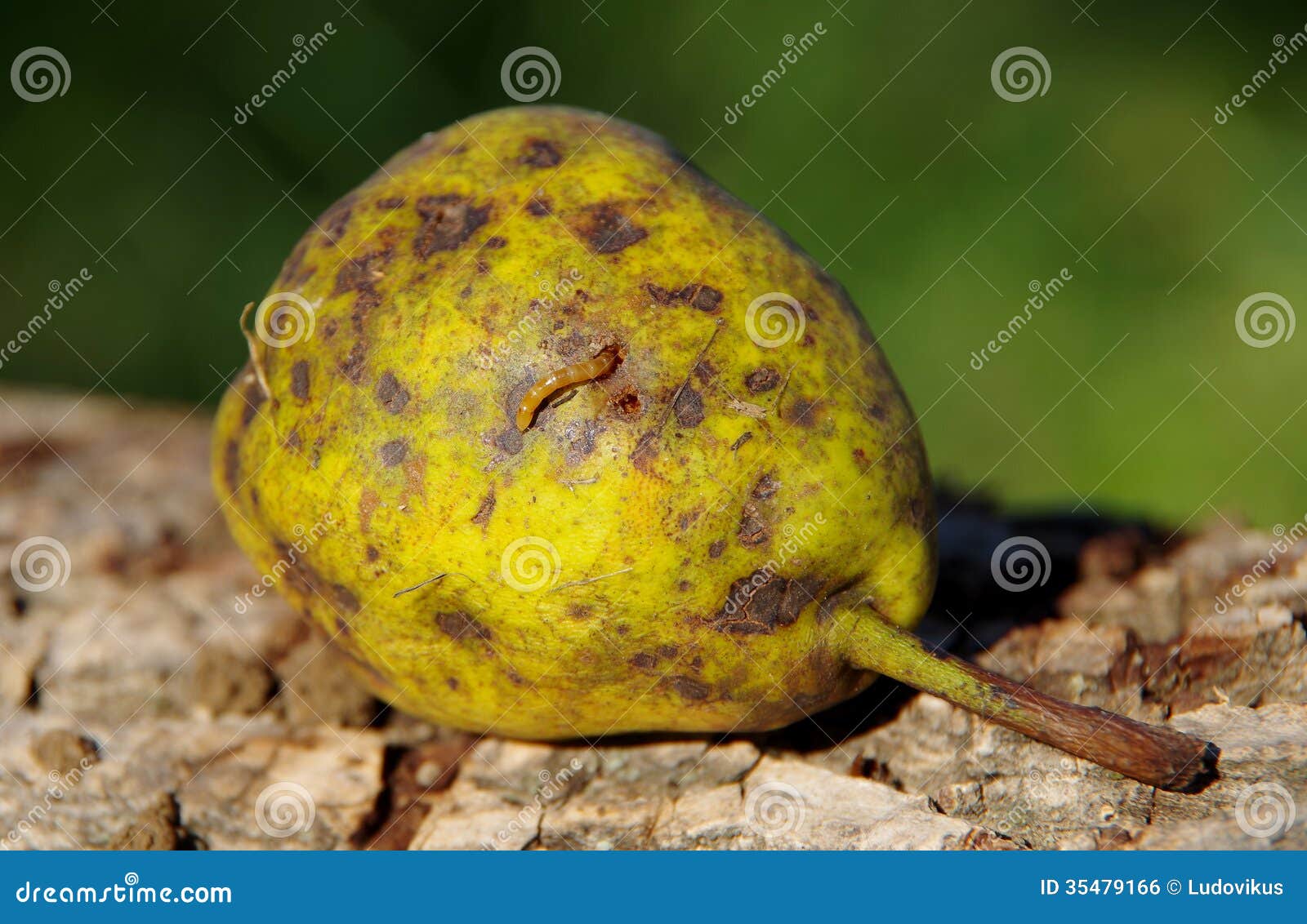 Worm in pears stock photo. Image of insect, rotten, inchworm - 35479166