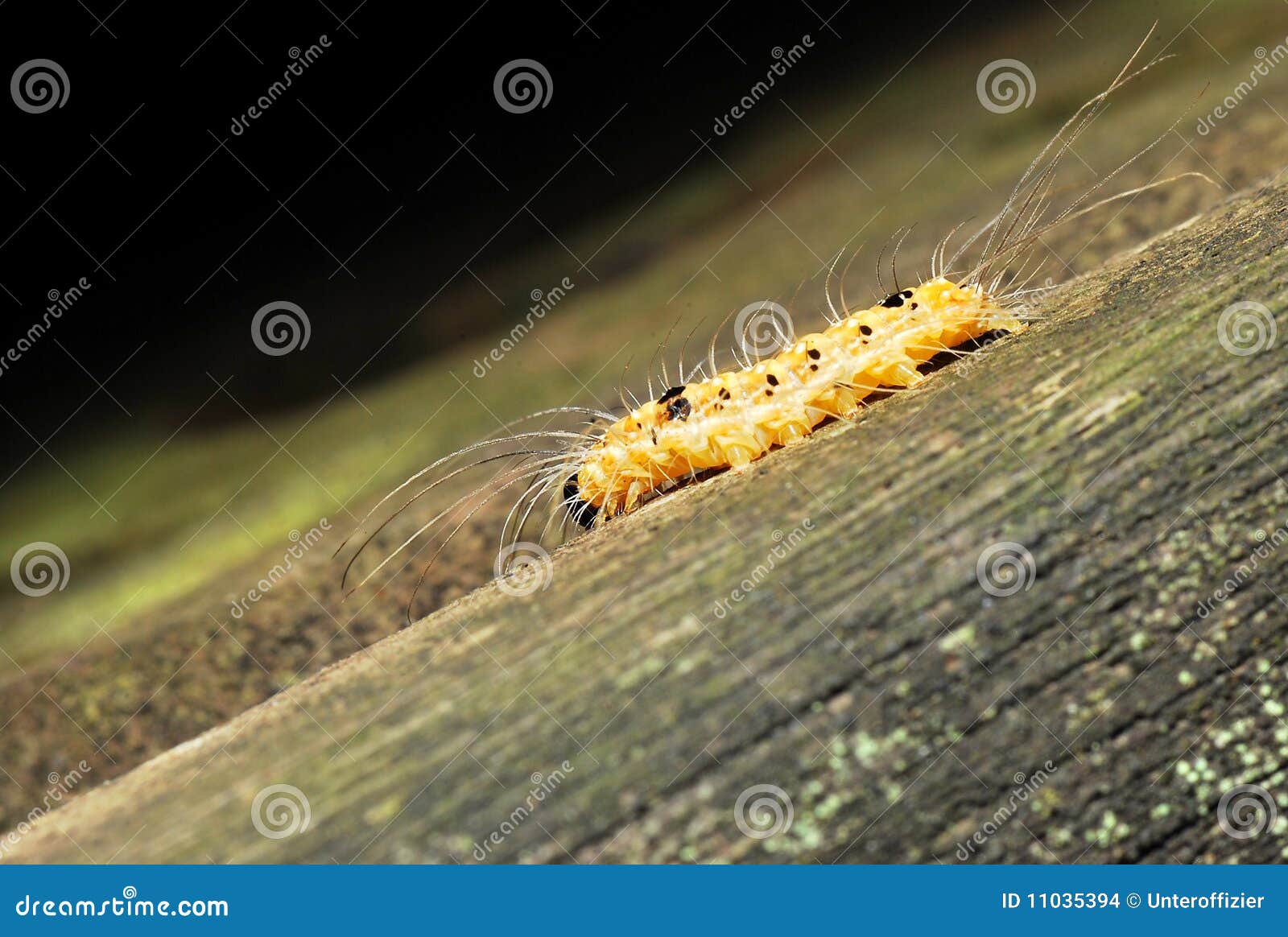 Worm photo stock photo. Image of macro, science, lair - 11035394
