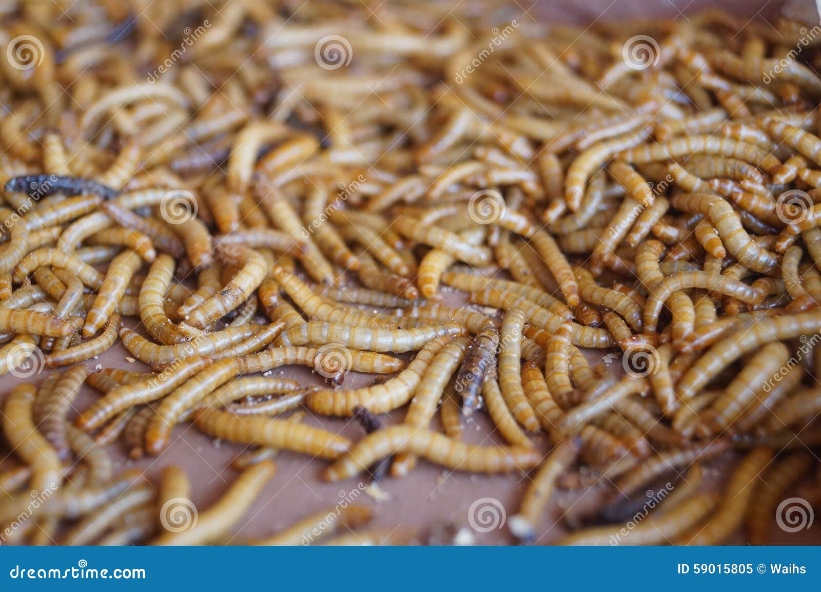 Worm stock image. Image of mealworm, background, fish - 59015805