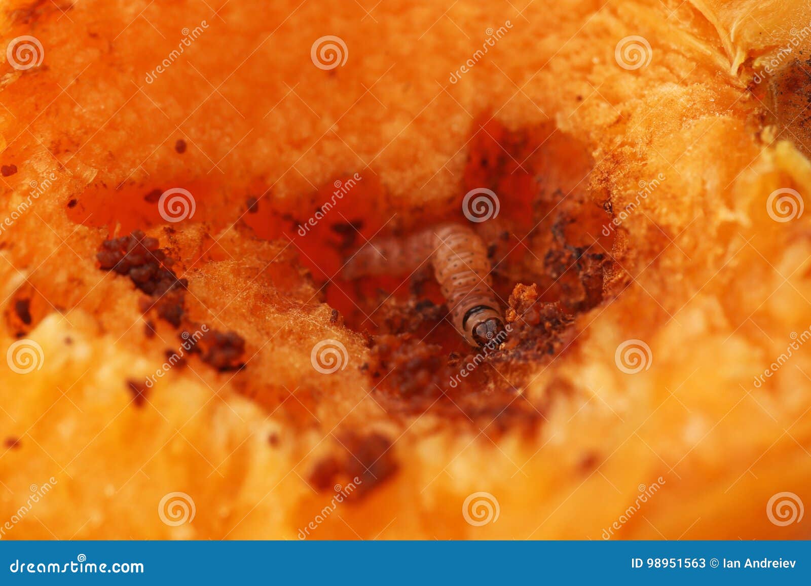 Worm stock image. Image of hungry, orange, nutrition - 98951563