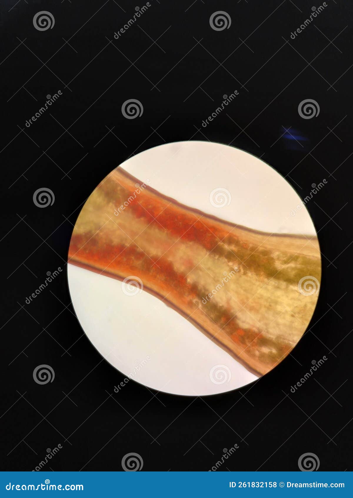 Worm& x27;s blood stock photo. Image of brown, jewellery - 261832158